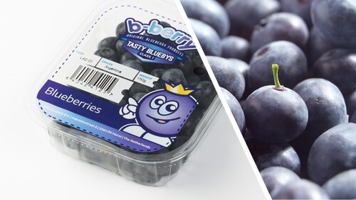 Blueberry-52: a unique berry project has started in Ukraine